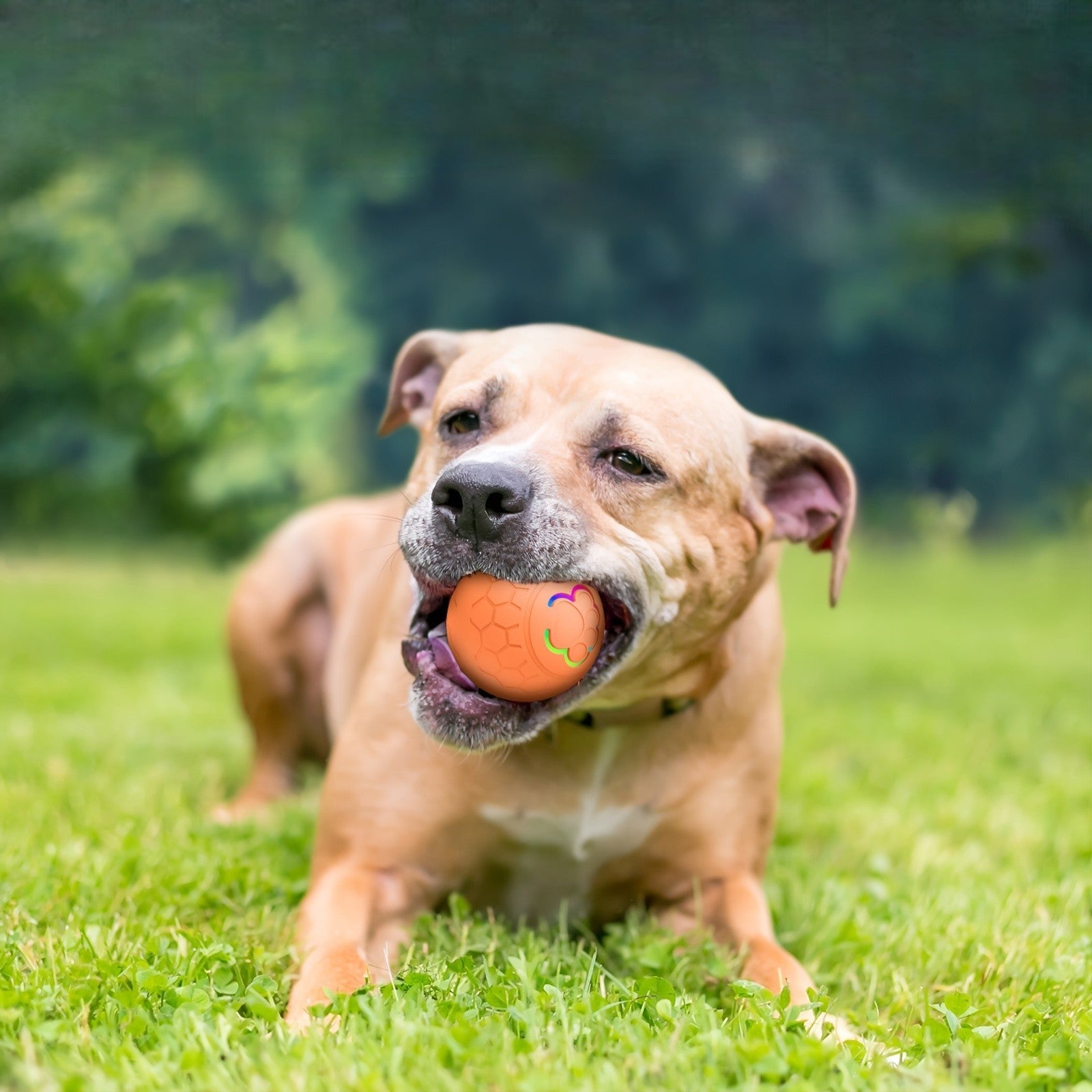 FetchBuddy – PurrPurr